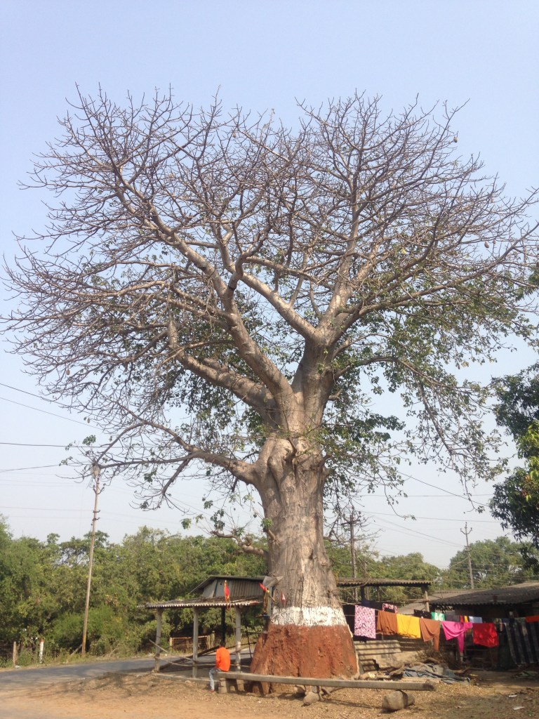 Elusive Traces: African Baobabs in India – whitehorsepress