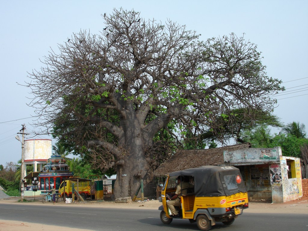 Elusive Traces: African Baobabs in India – whitehorsepress