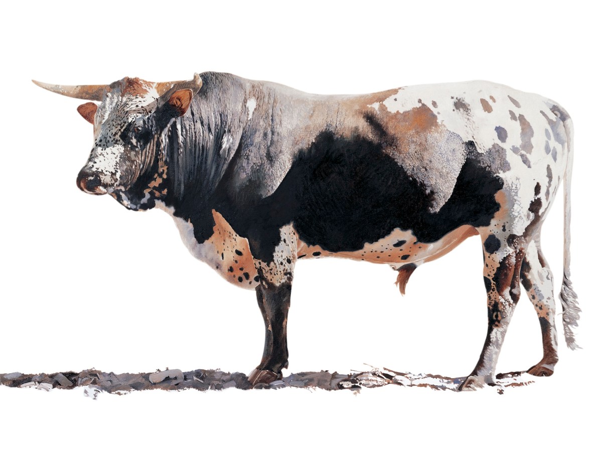 Aesthetically Appreciating Animals – whitehorsepress