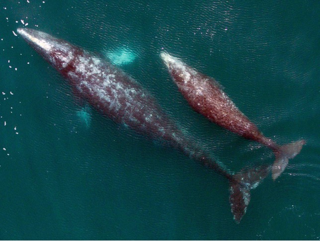 Tracking Devil-Fishes and Friendly Whales – whitehorsepress