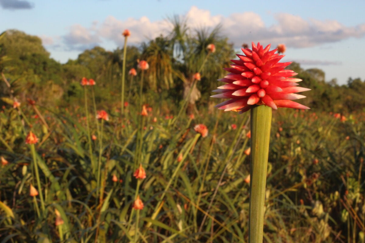 Moving Past Metaphor: Plant Relations and Creative Resistance at COP16 ...